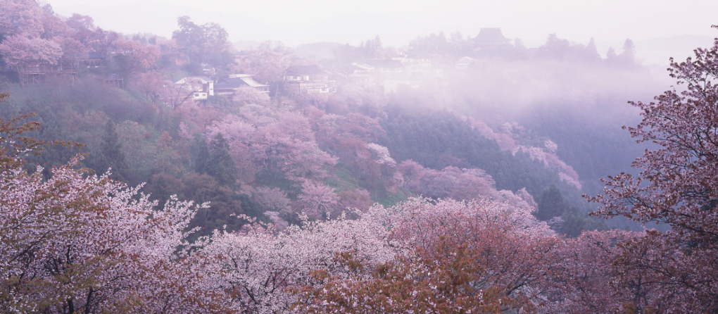 Spring | Sample Itineraries & Tours | KANSAI NARA Treasure Travel (Nara ...