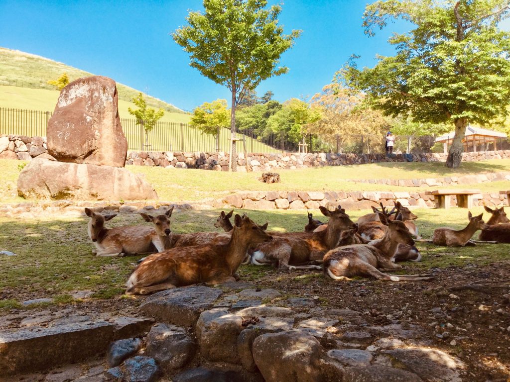 Deer in Nara Park. The season to change its pelage for winter to summer ...