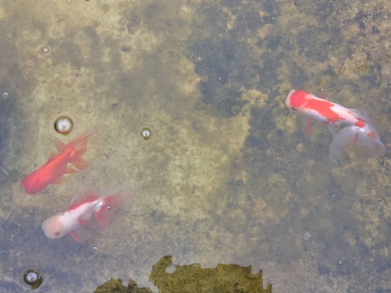 Kingyo, Goldfish in Koriyama City | KANSAI NARA Treasure Travel (Nara ...