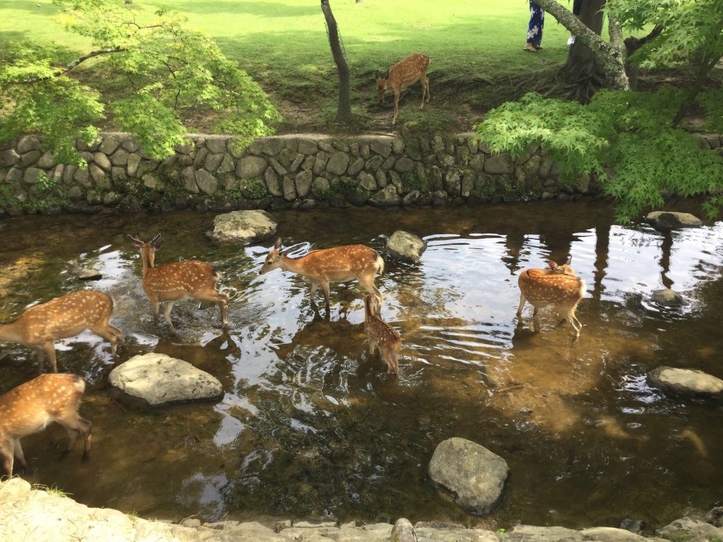 Life under the sun in the summer in Nara. | KANSAI NARA Treasure Travel ...