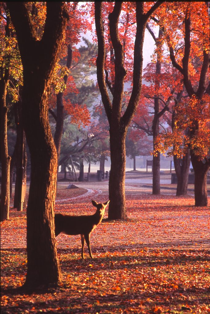 Recommendations for Autumn in Nara City | KANSAI NARA Treasure Travel ...
