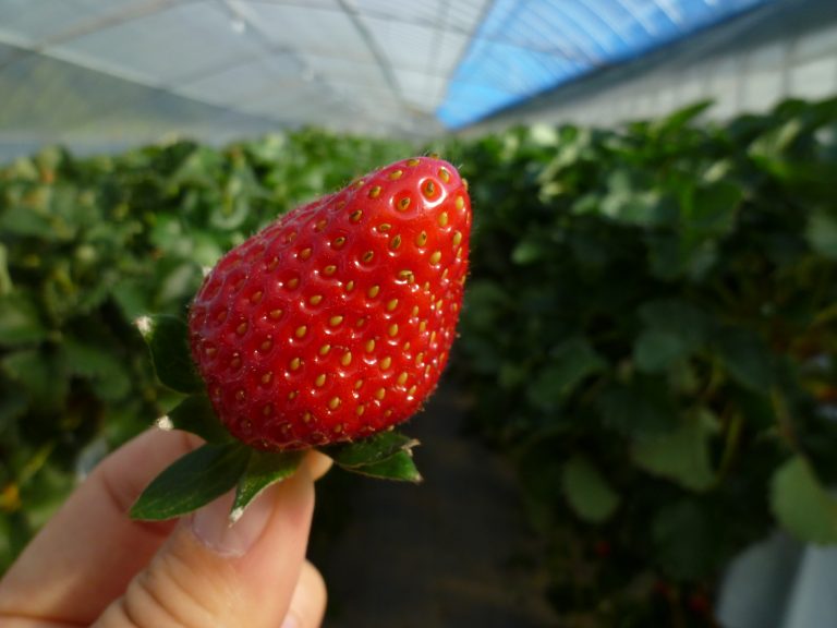 Enjoying Strawberries, a Special Product that Represents Nara | KANSAI ...