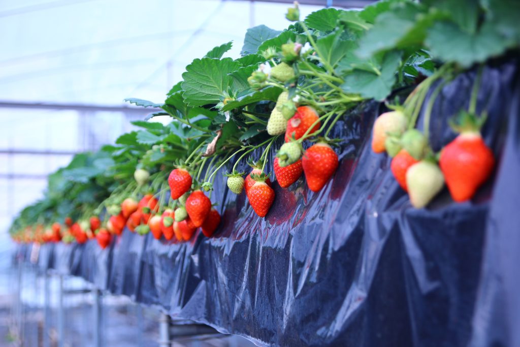 Enjoying Strawberries, a Special Product that Represents Nara | KANSAI ...