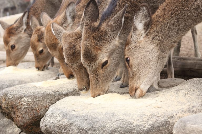 The Secret of Nara's Deer | KANSAI NARA Treasure Travel (Nara/Kyoto ...
