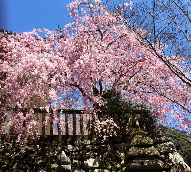 Cherry Blossom Spots of Nara. Predictions of the 2020 Cherry Blossom ...