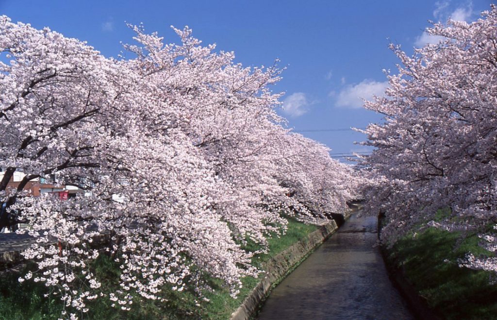 Hidden Cherry Blossom Spots of Nara －Sahogawa River－ | KANSAI NARA ...