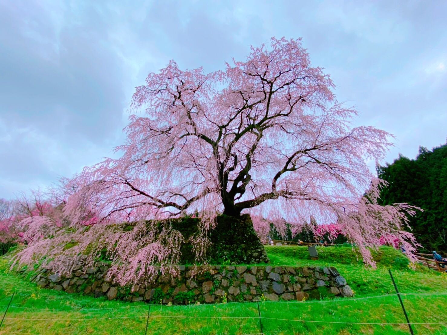 Sakura of Today | KANSAI NARA Treasure Travel (Nara/Kyoto/Osaka Japan)