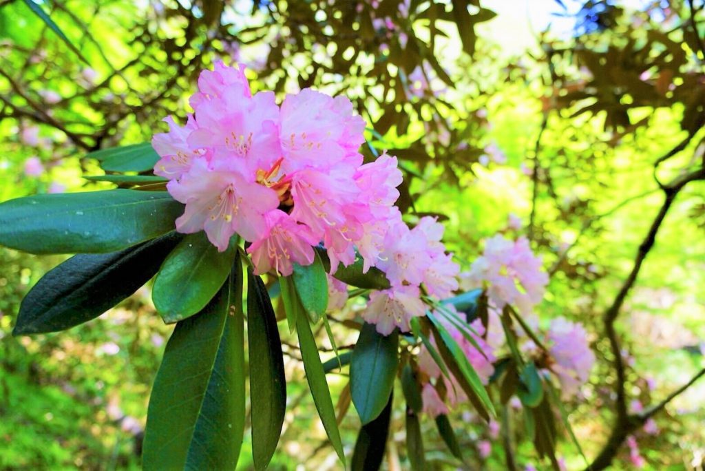 The Beautiful Season of Rhododendrons at Muroji temple | KANSAI NARA ...