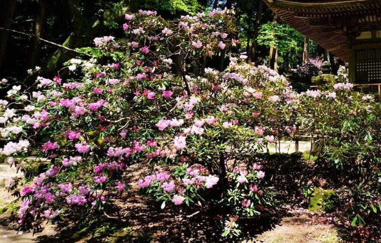 The Beautiful Season of Rhododendrons at Muroji temple | KANSAI NARA ...