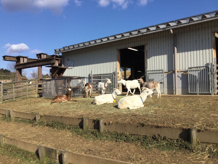 Uda Animal Park | KANSAI NARA Treasure Travel (Nara/Kyoto/Osaka Japan)