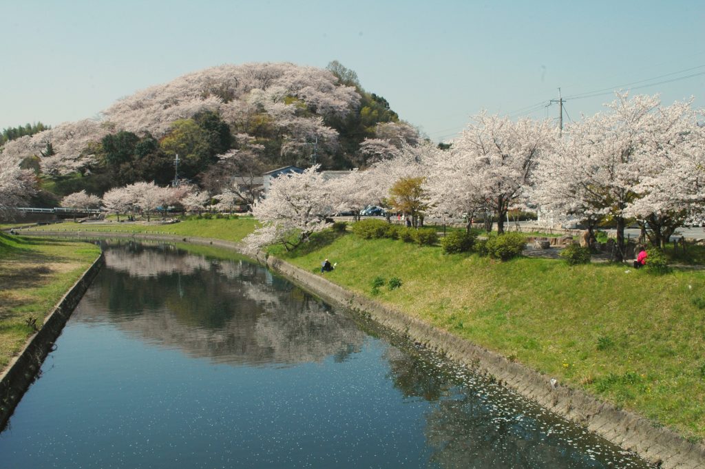 Cherry Blossoms in Full Bloom in Nara Prefecture | KANSAI NARA Treasure ...