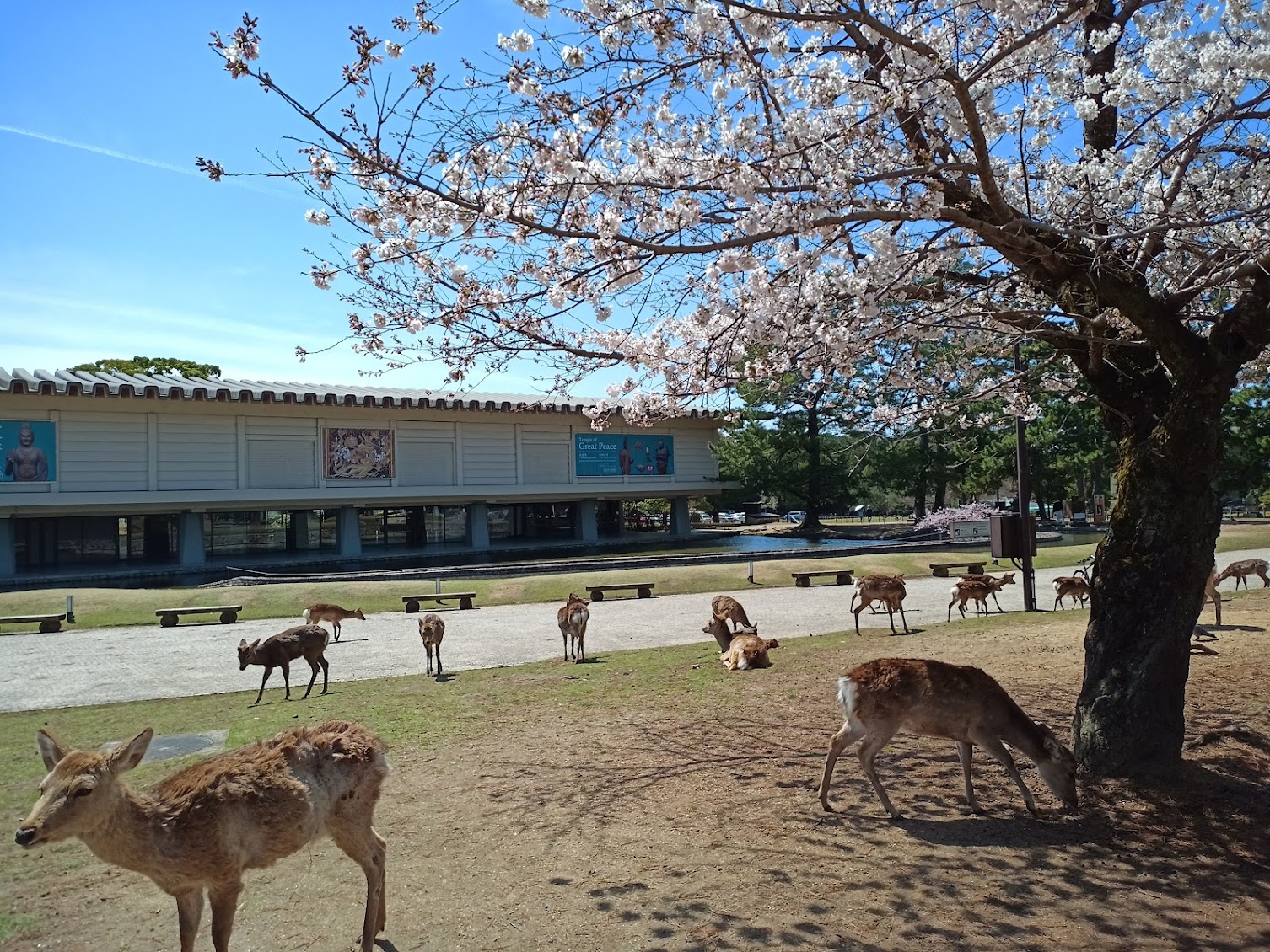 About the Sacred Deer of Nara Park | KANSAI NARA Treasure Travel (Nara ...