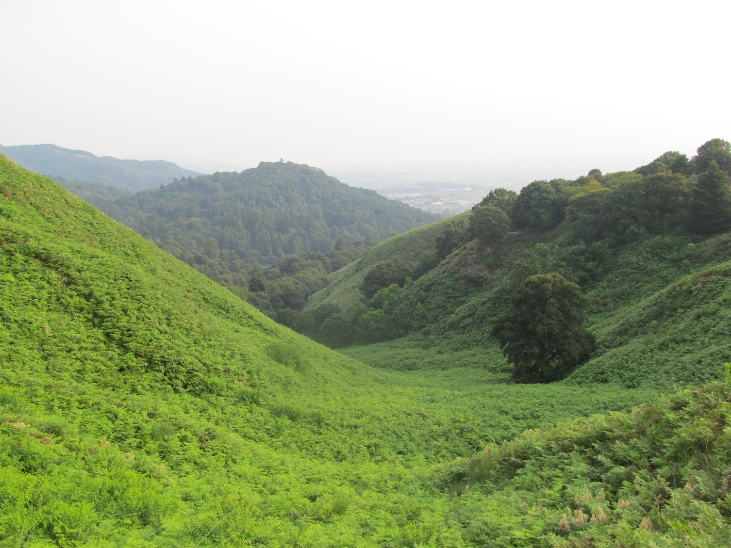 About the Sacred Deer of Nara Park | KANSAI NARA Treasure Travel (Nara ...