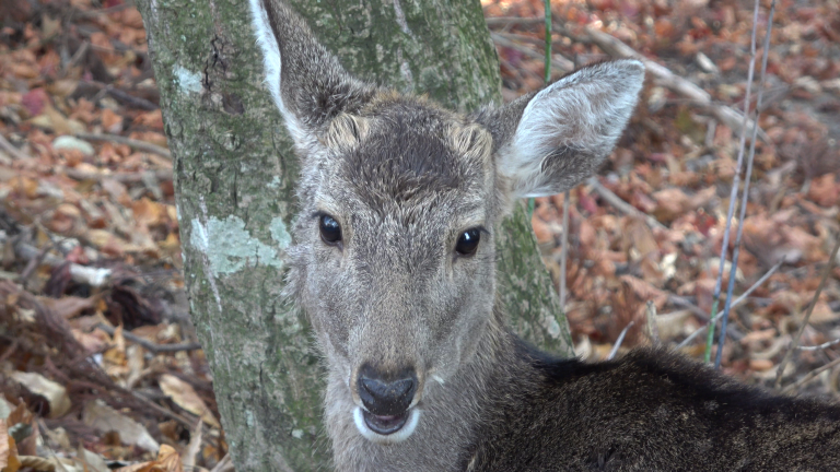 About the Sacred Deer of Nara Park | KANSAI NARA Treasure Travel (Nara ...