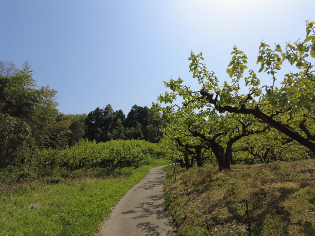 Tenri City and the Yamanobe-no-Michi Path | KANSAI NARA Treasure Travel (Nara/Kyoto/Osaka Japan)