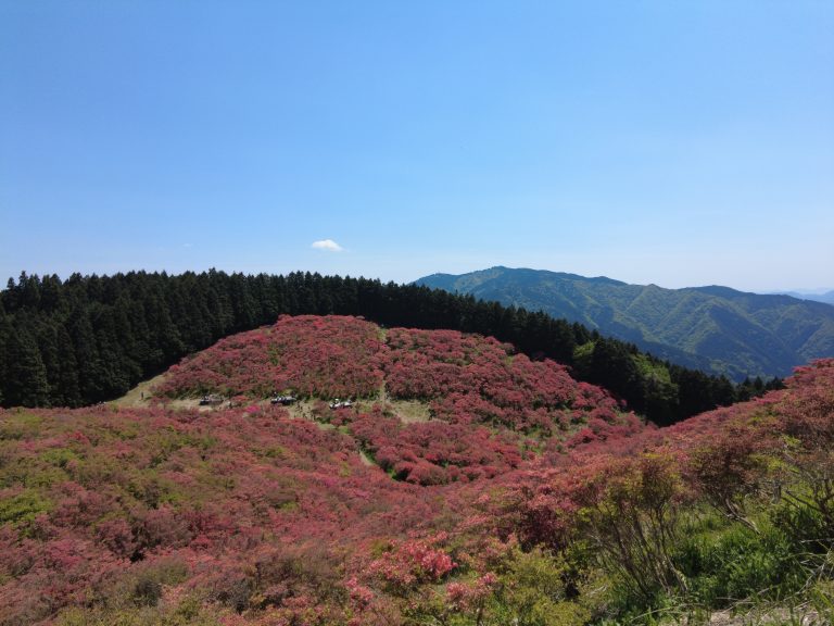 Azalea Forest of Mt. Katsuragi | KANSAI NARA Treasure Travel (Nara ...