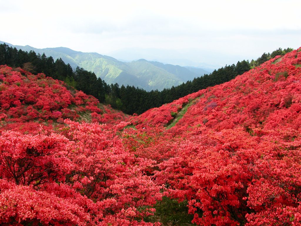 Azalea Forest of Mt. Katsuragi | KANSAI NARA Treasure Travel (Nara ...
