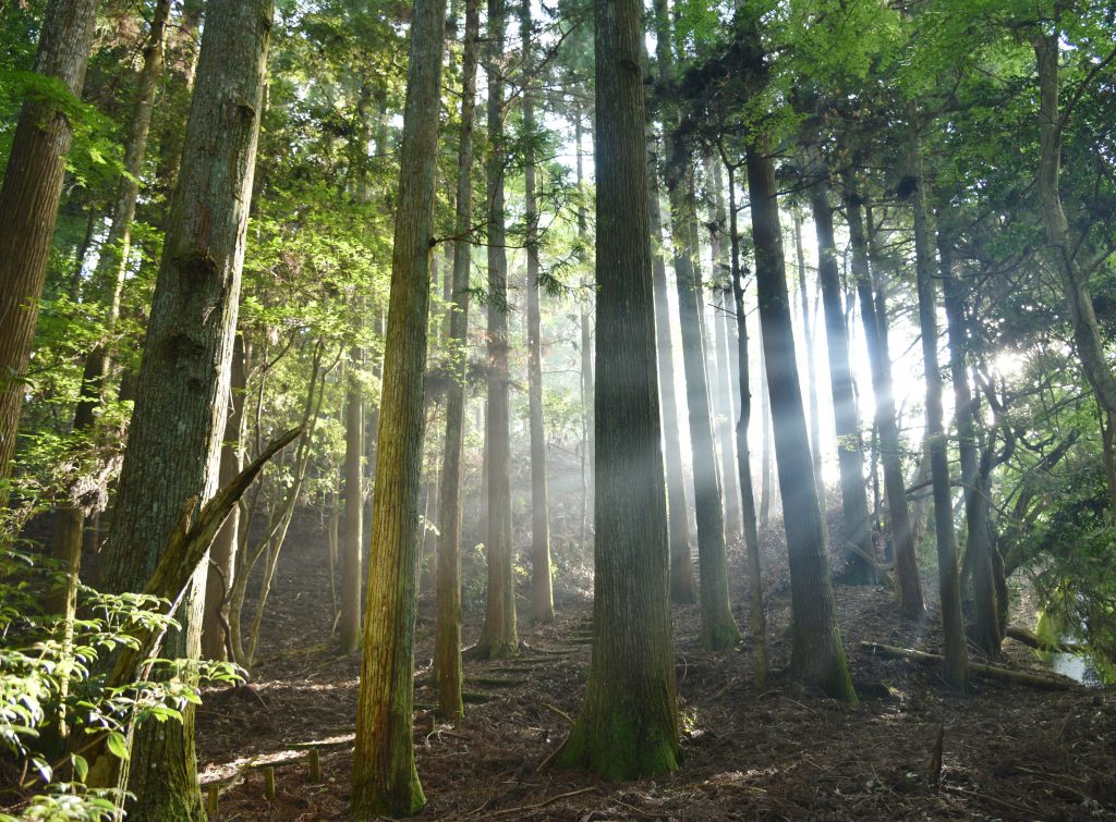 Mt. Kasuga Primeval Forest -A Place Preserved as a Sacred Grove for ...