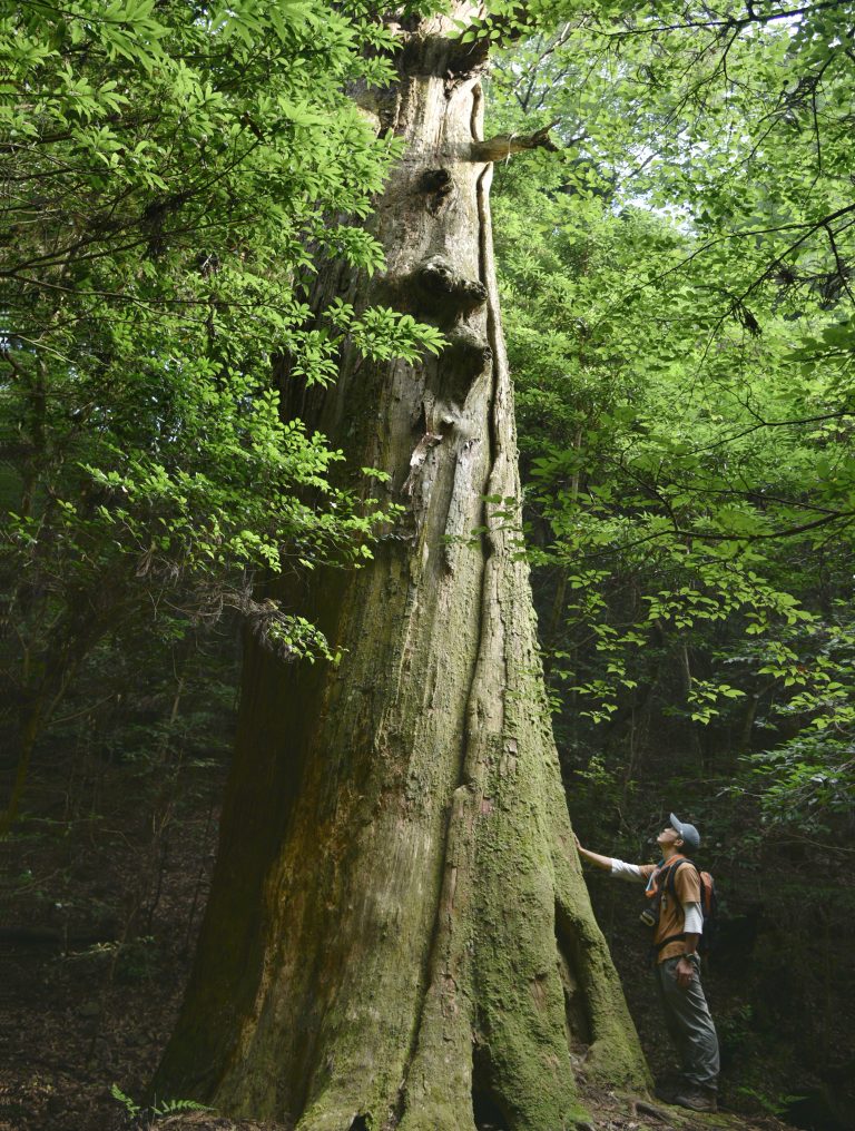 Mt. Kasuga Primeval Forest -A Place Preserved as a Sacred Grove for ...