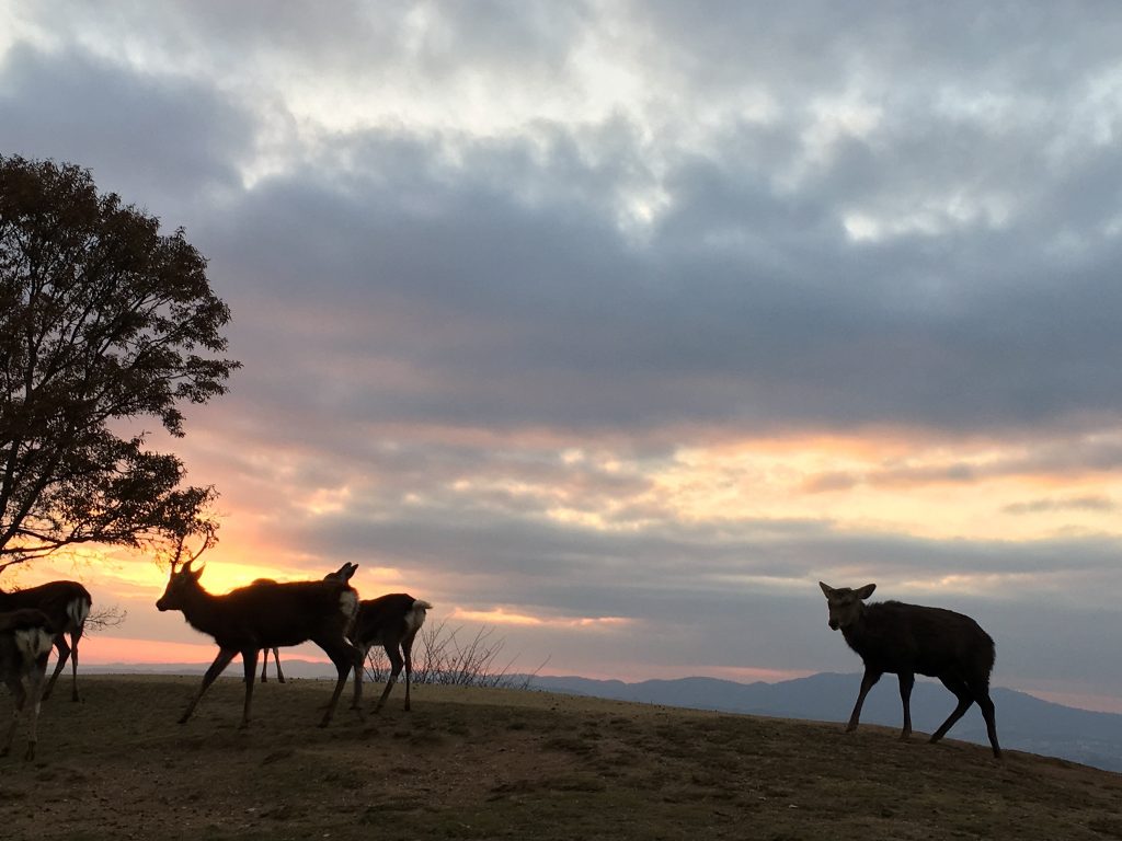 The Nara Sunset at the top of Mt.Wakakusa. | KANSAI NARA Treasure ...