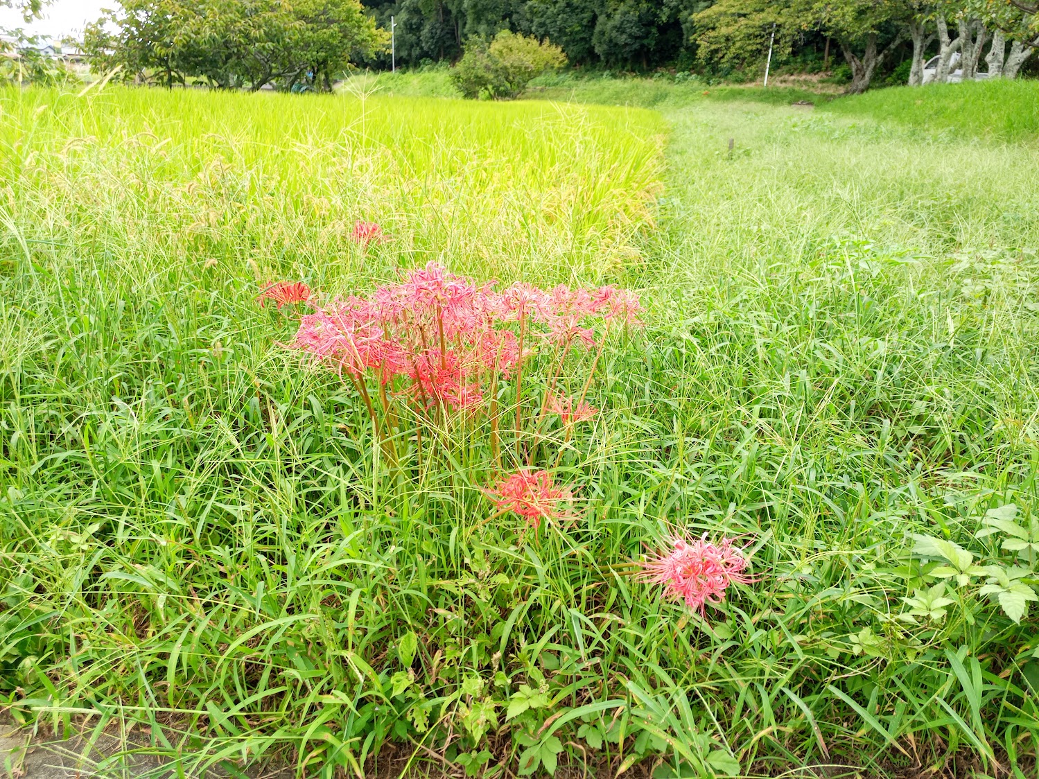 Flowers of the Ancient Fujiwara-kyo Capital Site | KANSAI NARA Treasure ...