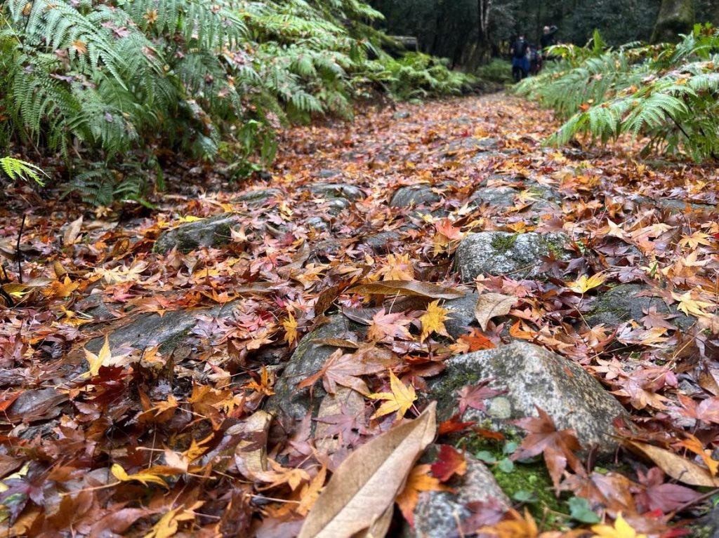 Kasugayama Primeval Forest | KANSAI NARA Treasure Travel (Nara/Kyoto ...